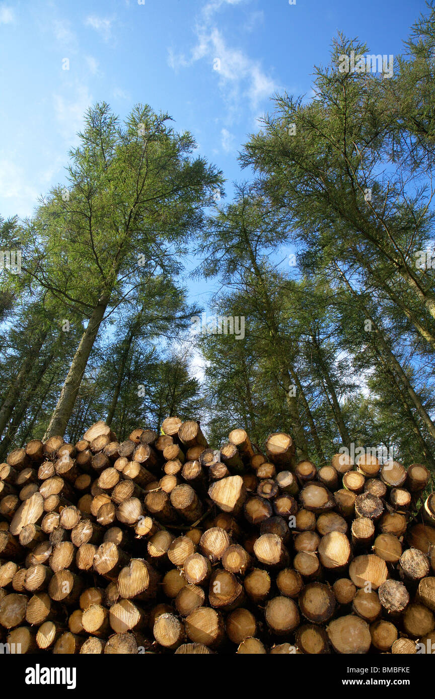 A stack of freshly cut trees in a forest Stock Photo - Alamy
