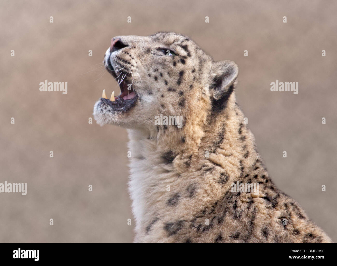 Snow leopard snarling hi-res stock photography and images - Alamy
