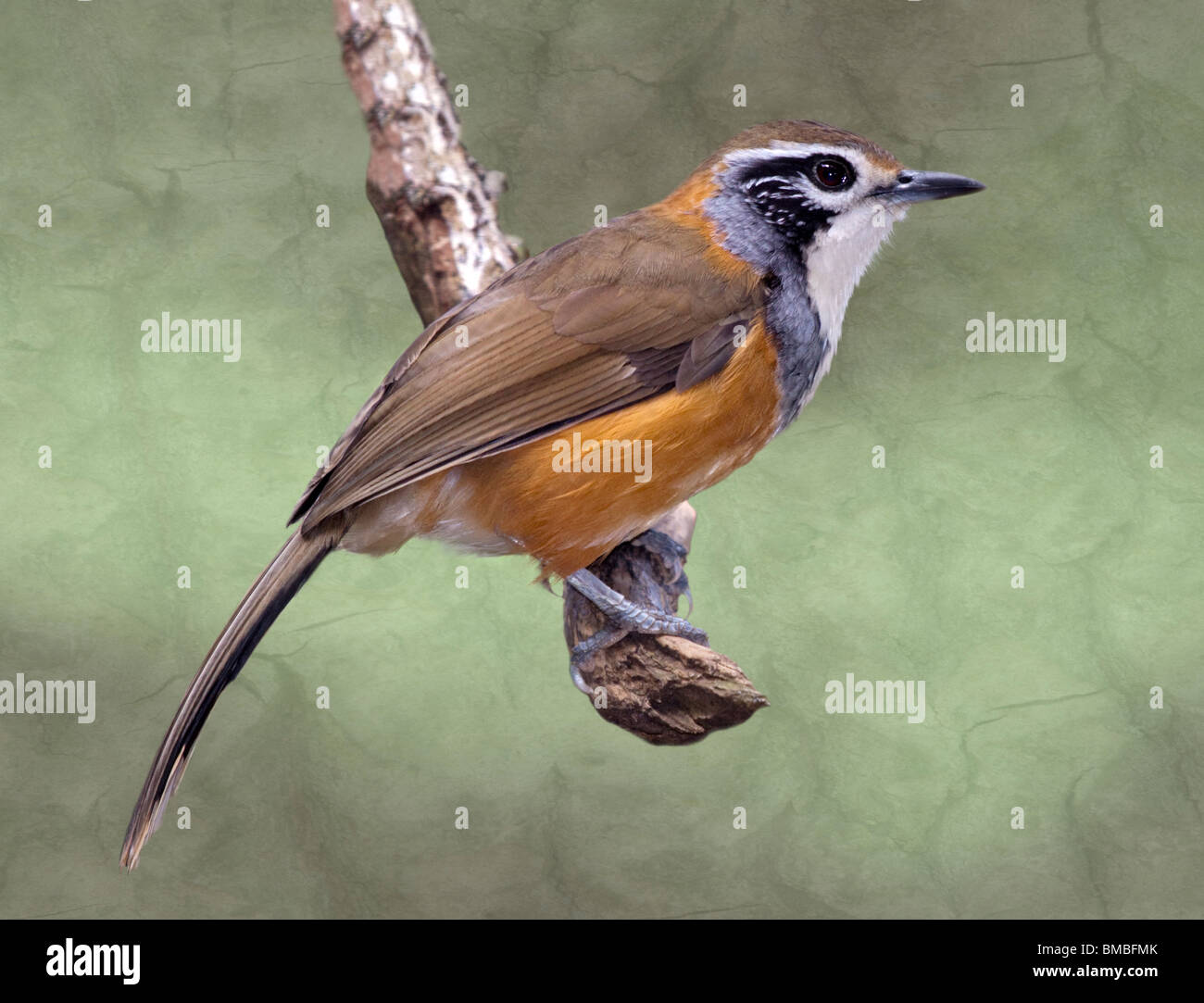 Greater Necklaced Laughingthrush (garrulax pectoralis Stock Photo - Alamy
