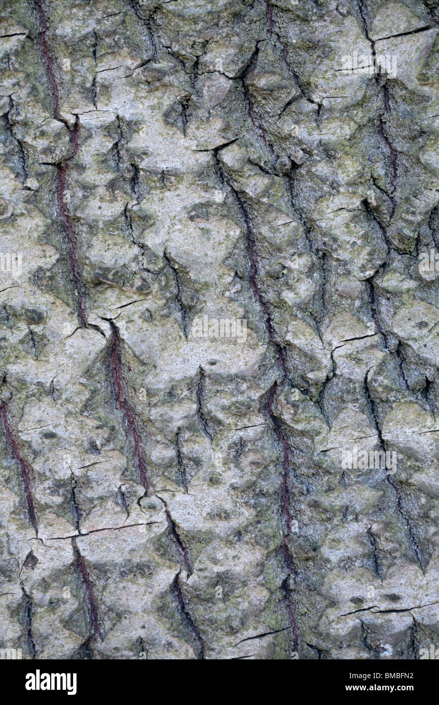 Populus bark hi-res stock photography and images - Alamy