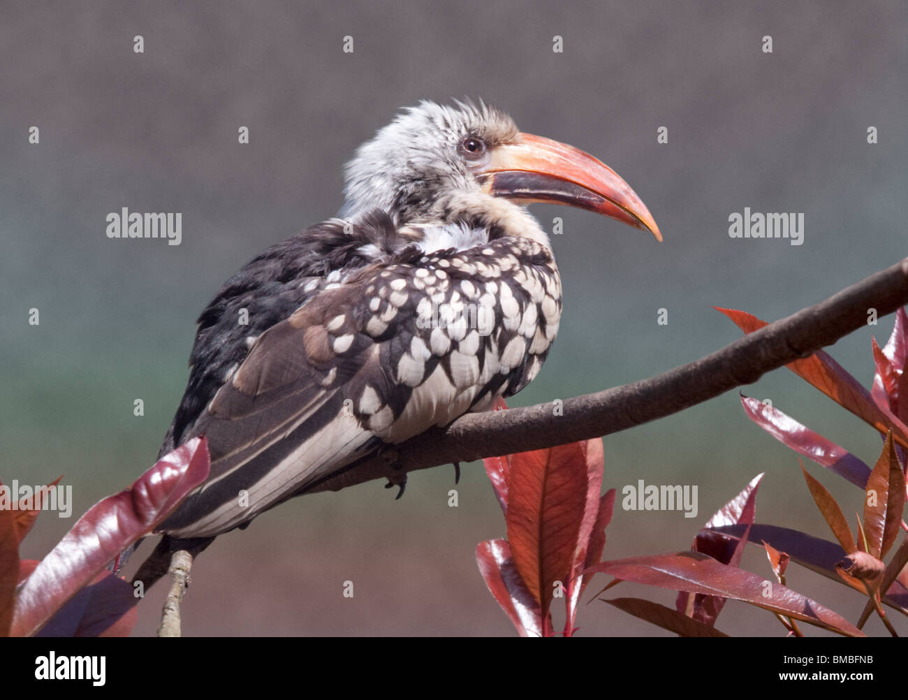 Red-Billed Hornbill (tockus erythrorhynchus Stock Photo - Alamy