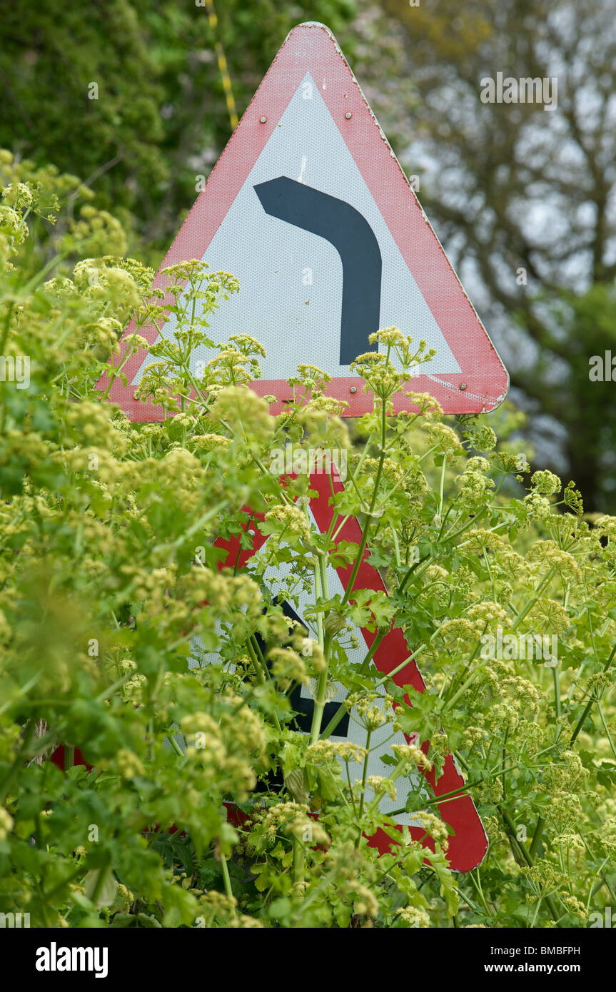 Overgrown road sign Stock Photo - Alamy