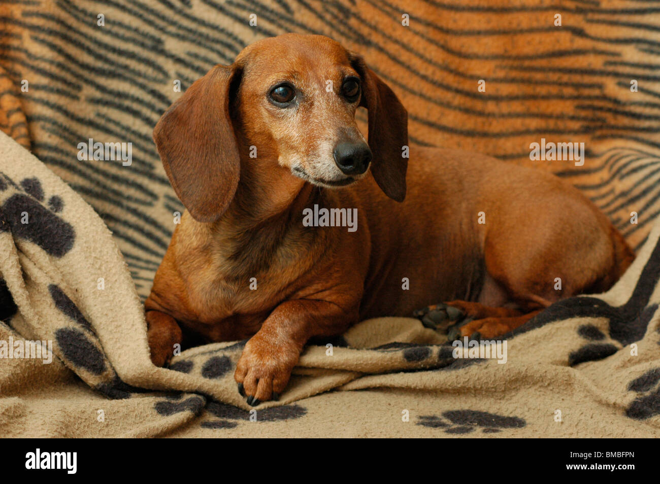 short hair Dachshund Stock Photo - Alamy