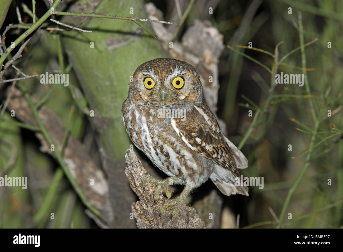 Elf Owl in Palo Verde tree Stock Photo - Alamy