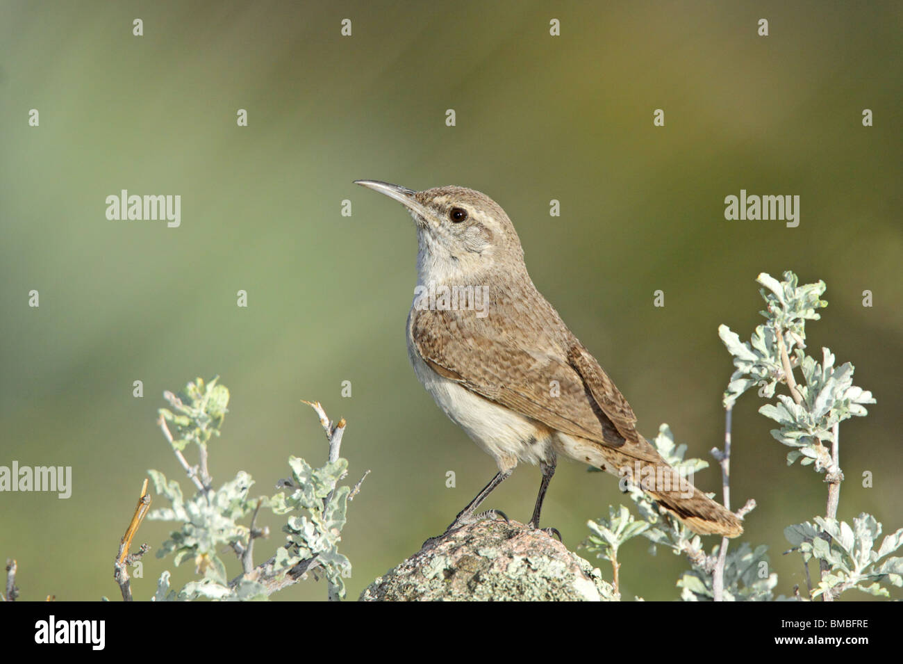 Wren bird image hi-res stock photography and images - Alamy