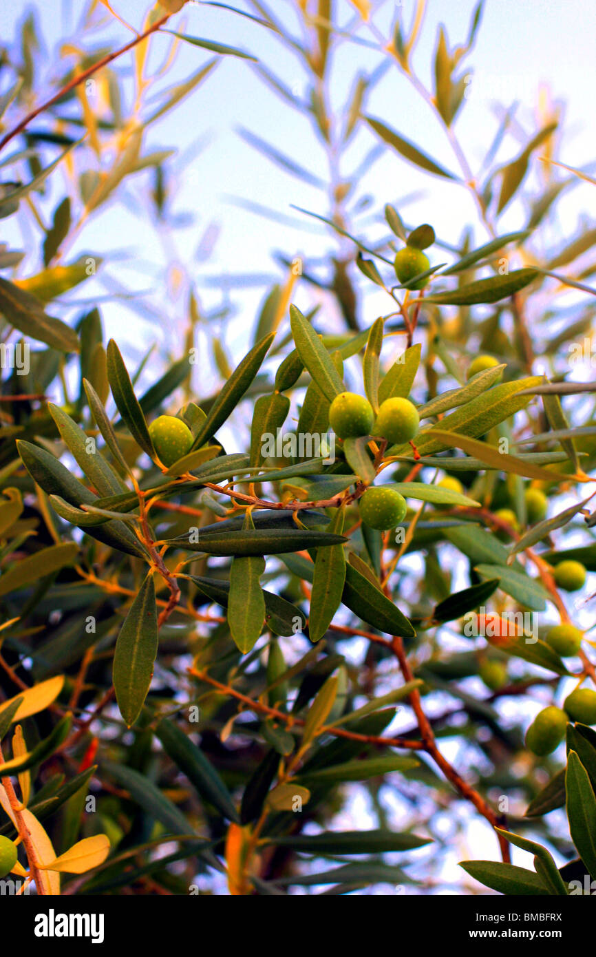 august-september 2008, 2000 years old olive tree in Bar, Montenegro ...