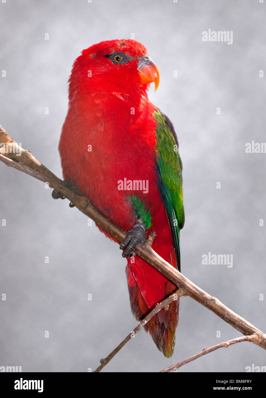 Red lory hi-res stock photography and images - Alamy