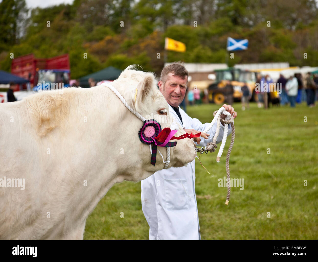 Charolais beef farmers hi-res stock photography and images - Alamy