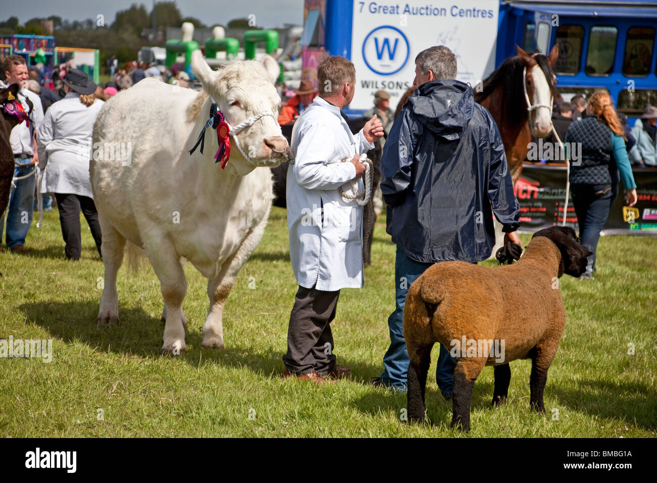 Champion cow hi-res stock photography and images - Alamy