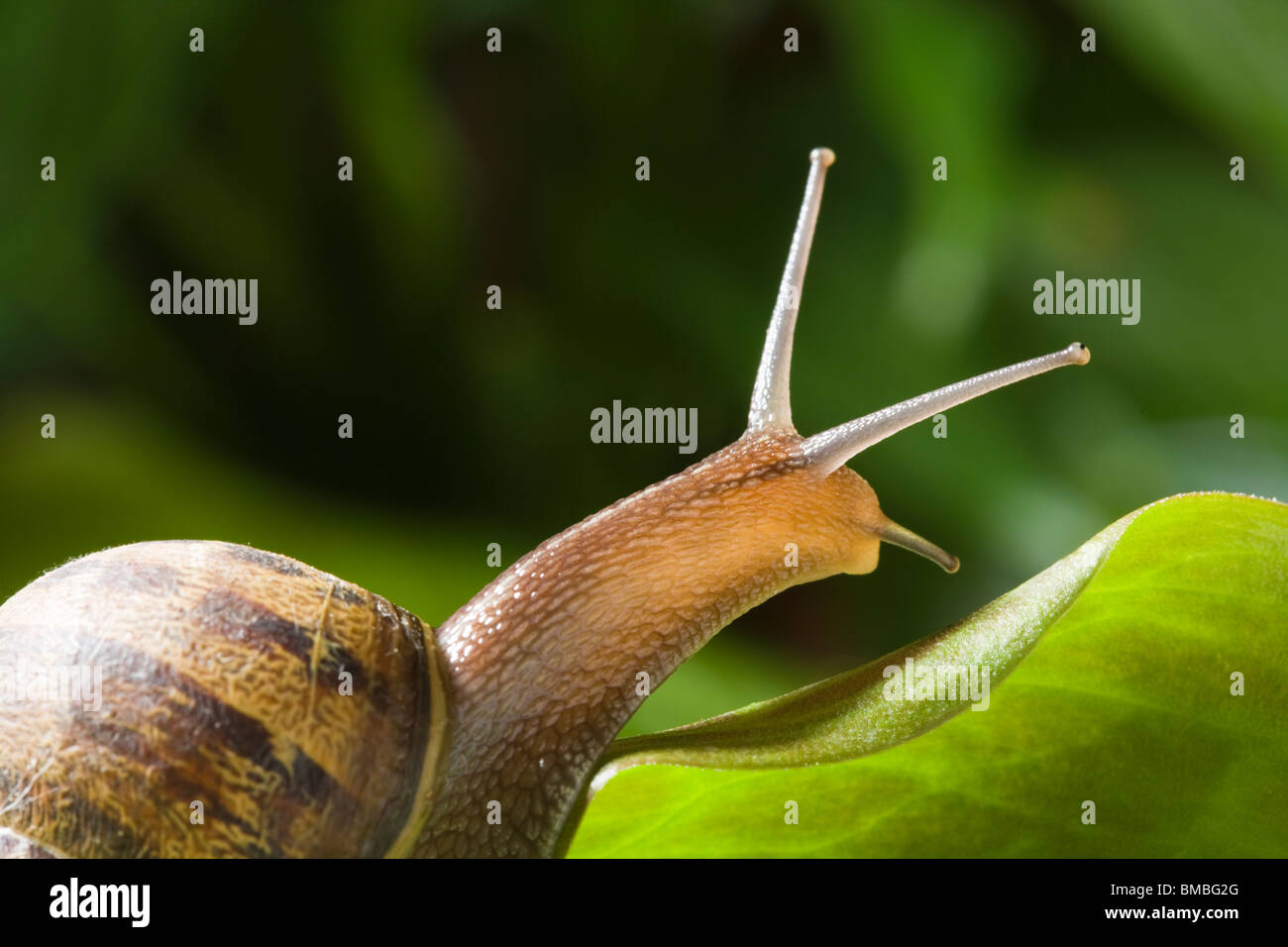 Snails uk hi-res stock photography and images - Alamy