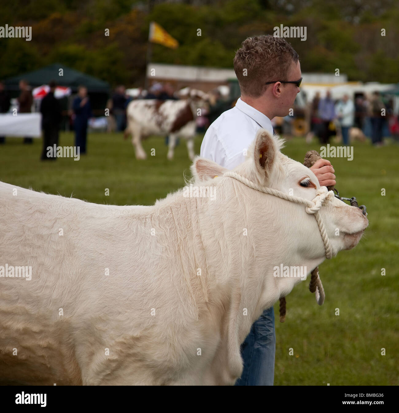 Charolais beef farmers hi-res stock photography and images - Alamy