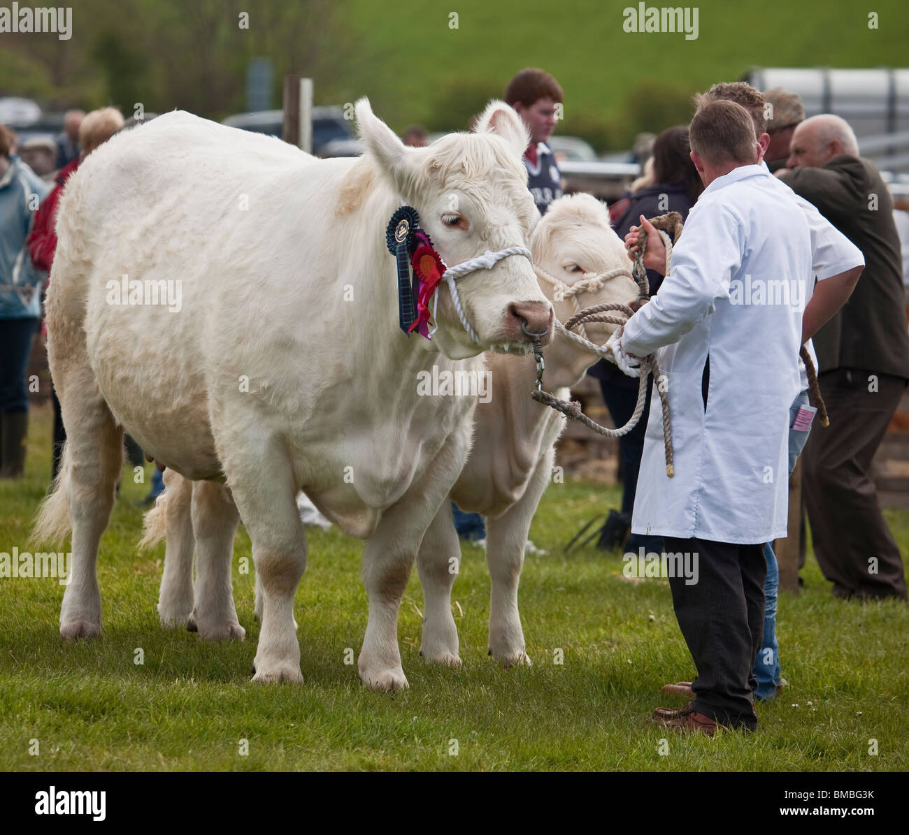 Farmer with Charolais cow and calf at an agricultural show Stock Photo ...