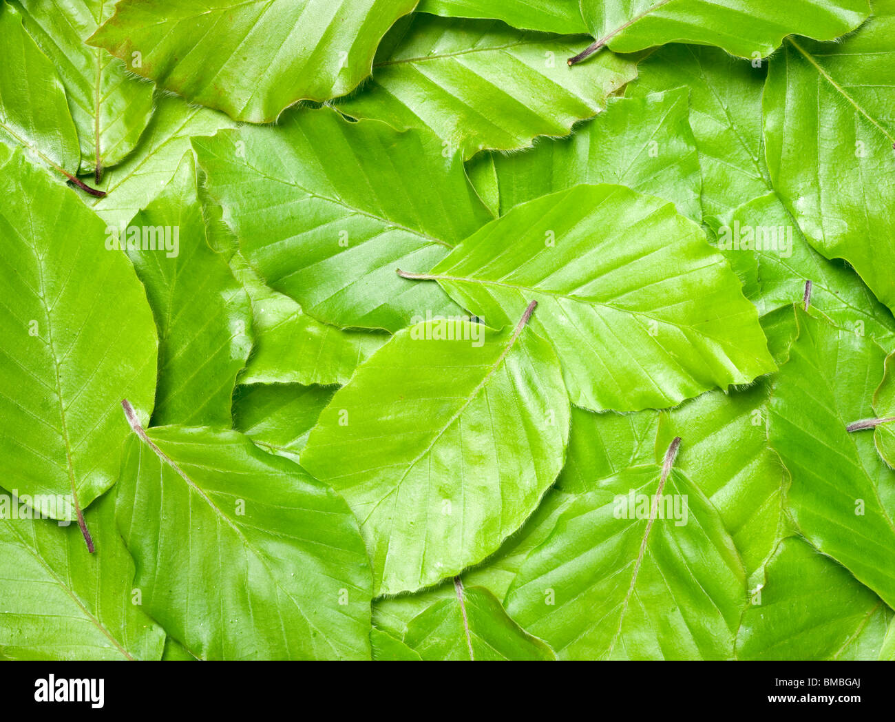 Beech leaves, Fagus sylvatica Stock Photo - Alamy