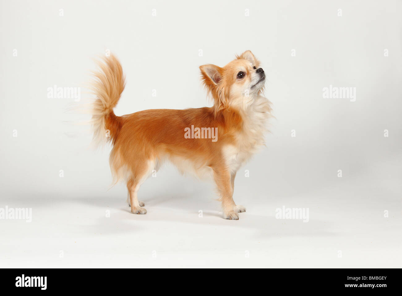 Chihuahua, longhaired / side Stock Photo - Alamy