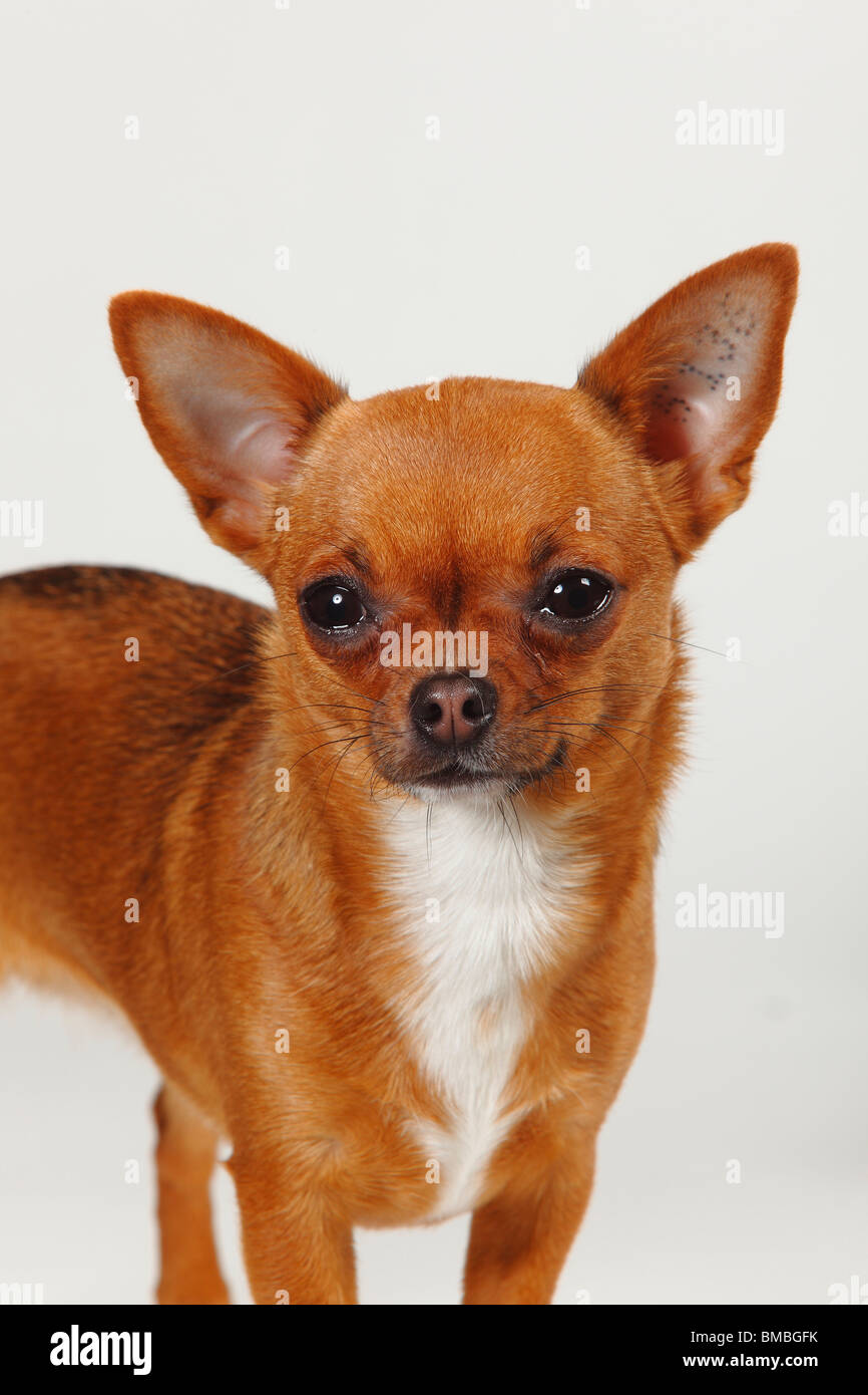 Smooth animals hi-res stock photography and images - Alamy