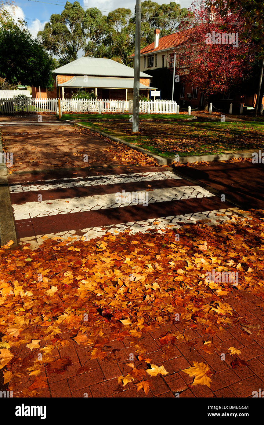 Autumn leaves on pedestrian crosswalk. Guildford, Perth, Western ...