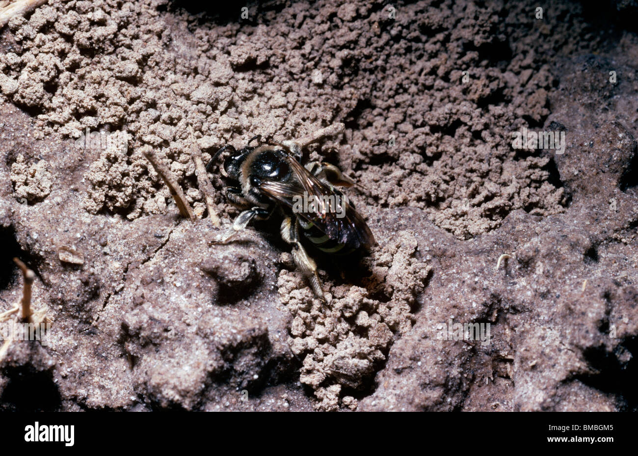 Alkali bee (Nomia melanderi: Halictidae) digging her nest burrow on an ...