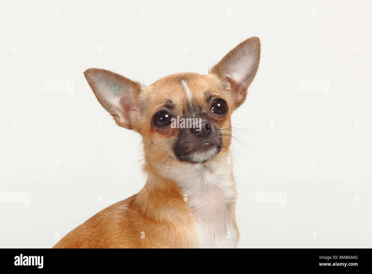 Smooth haired dog hi-res stock photography and images - Alamy