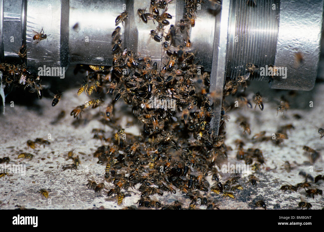 Honey / hive bees (Apis mellifera: Apidae) and wasps collecting sugar ...
