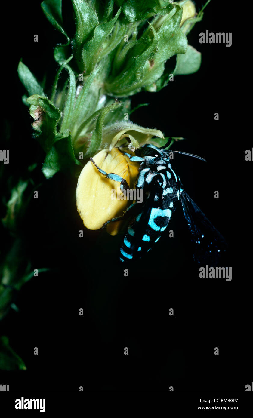 Cuckoo bee (Thyreus sp.: Anthophoridae) on a flower in rainforest ...