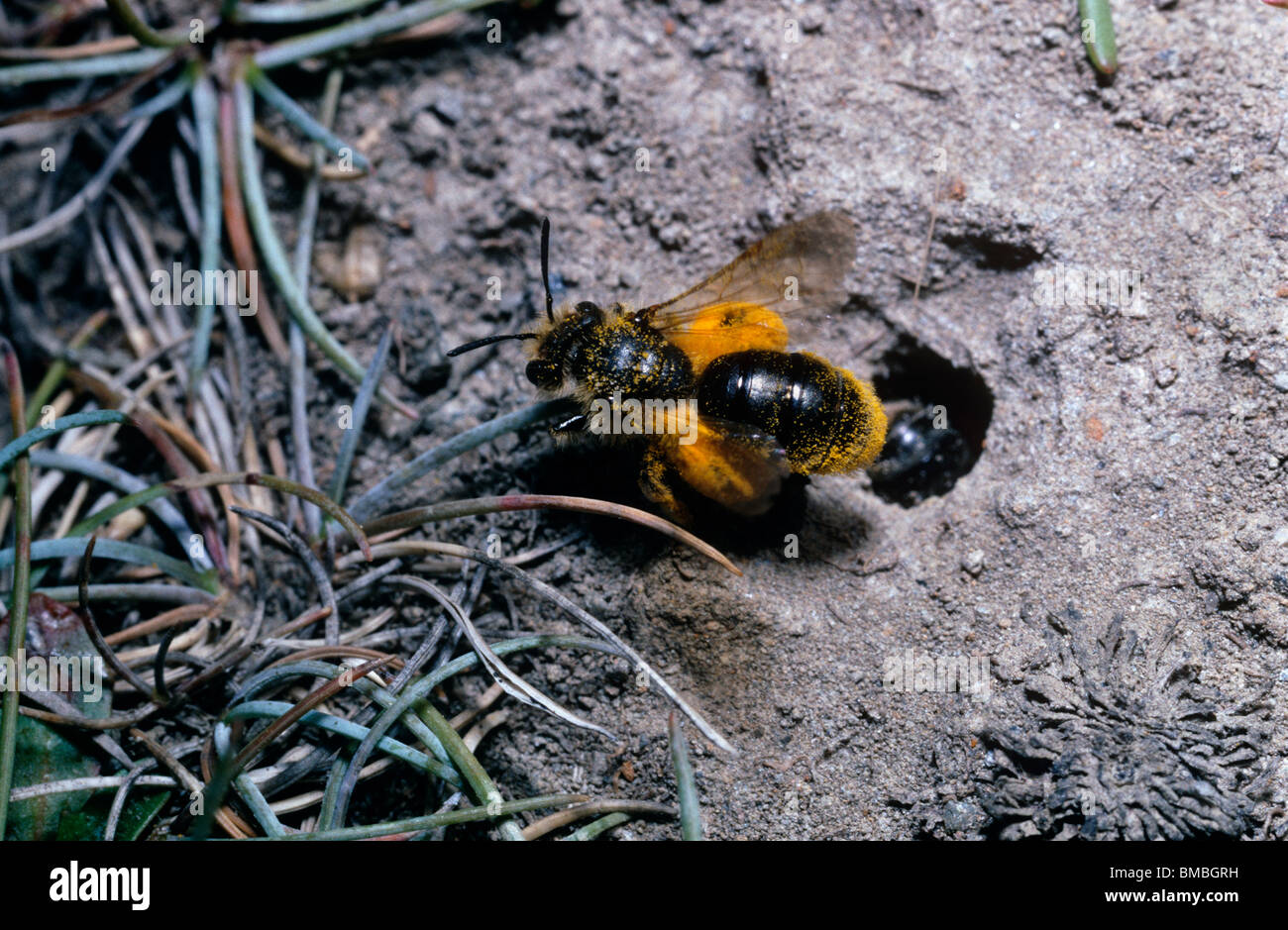 Mining bee (Andrena humilis: Andrenidae) returning to her nest burrow ...