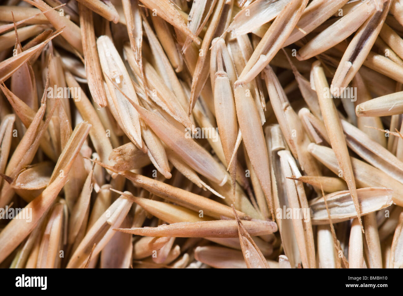 Grass seed. Close up Stock Photo - Alamy