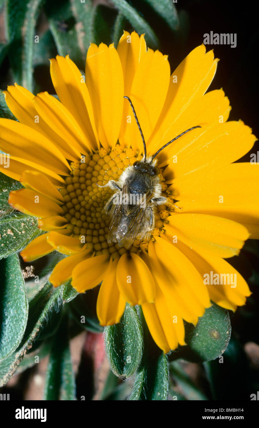 Solitary bee (Eucera sp.: Anthophoridae) male showing his long antennae ...