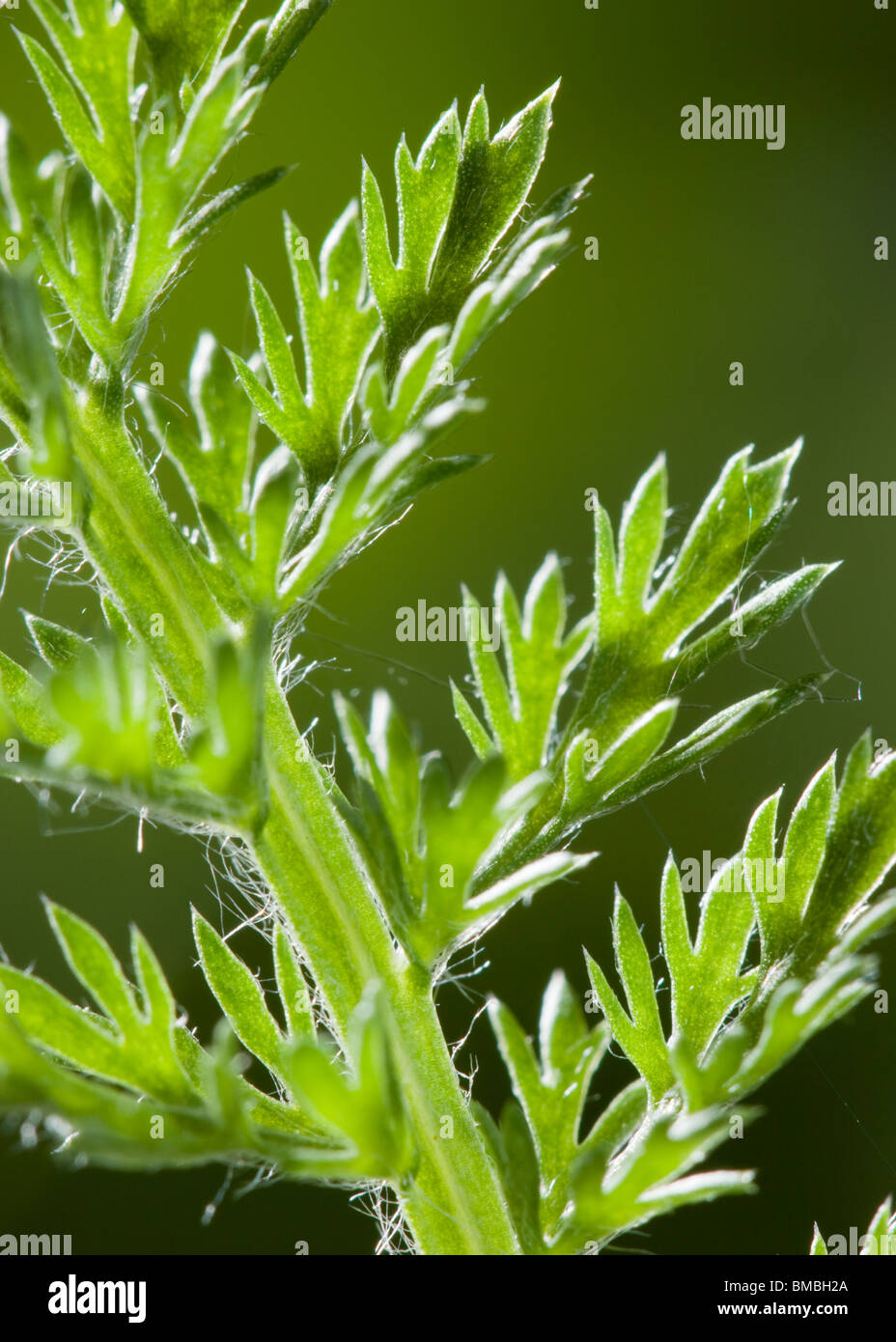 Yarrow leaves hi-res stock photography and images - Alamy