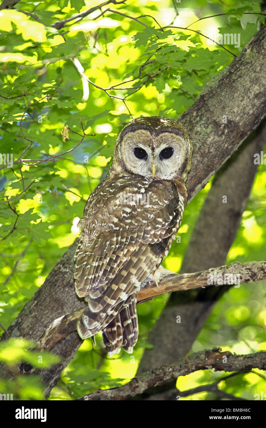 Spotted nature hi-res stock photography and images - Alamy