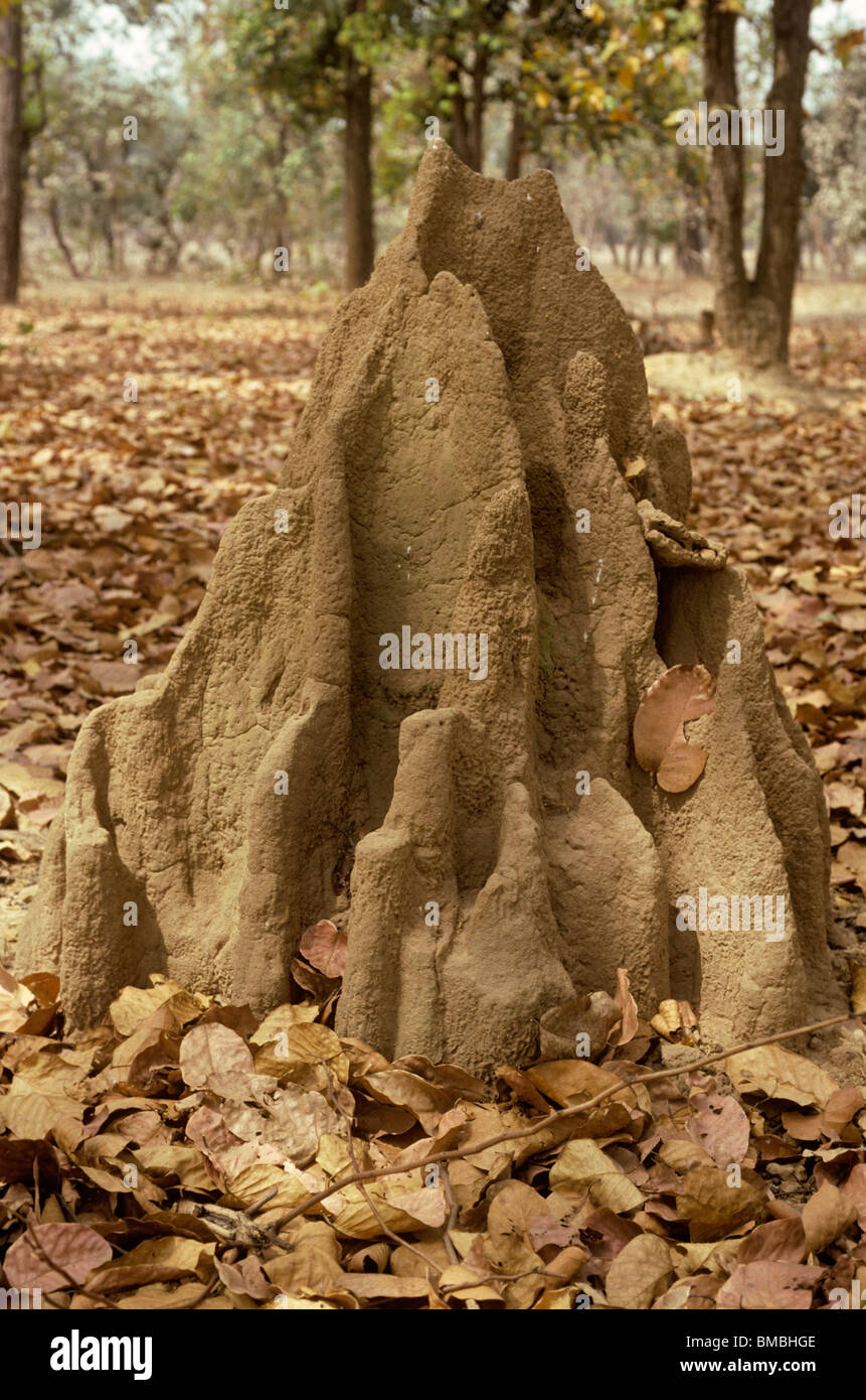 Odontotermes obesus hi-res stock photography and images - Alamy