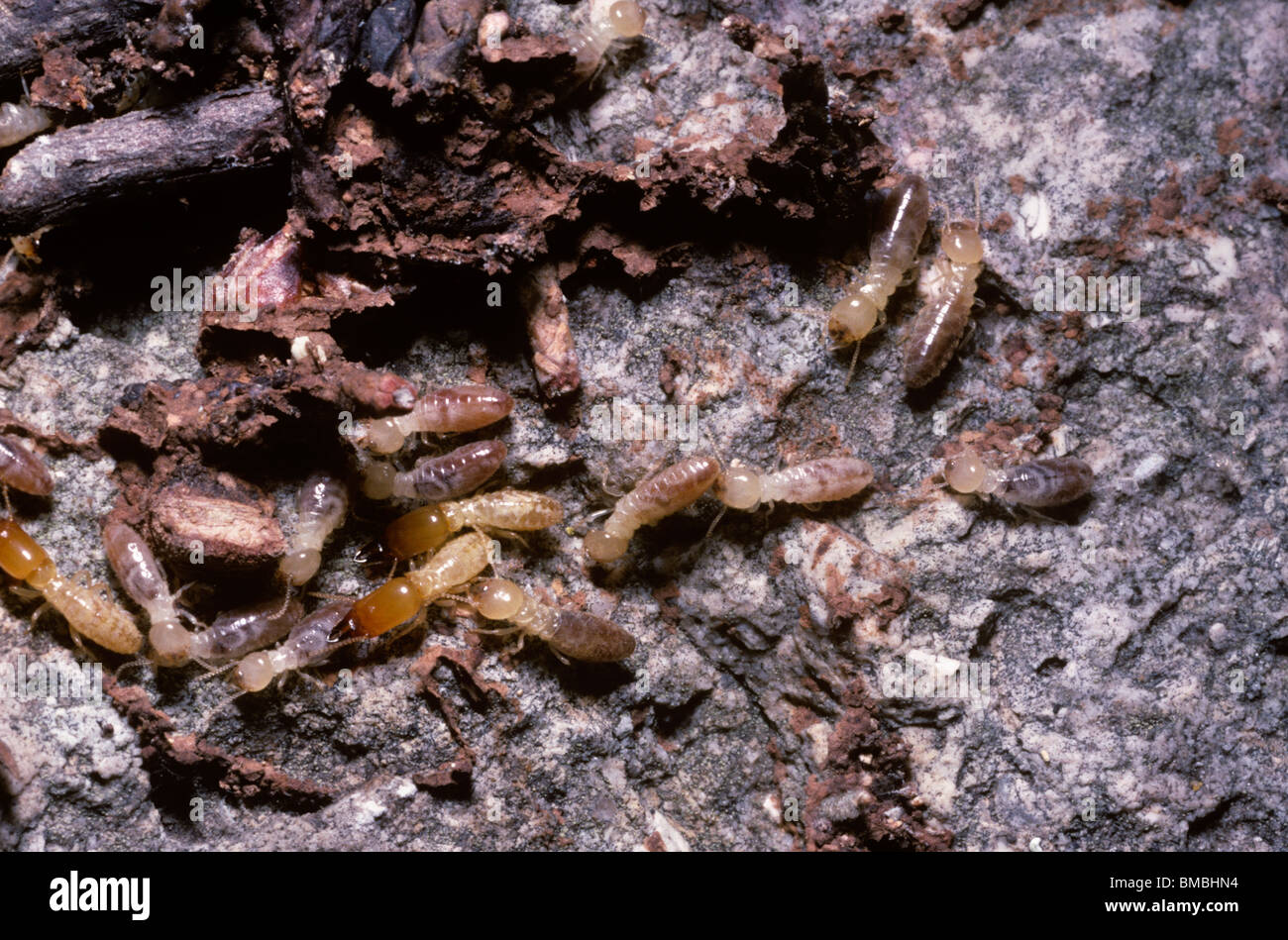Western Subterranean Termites