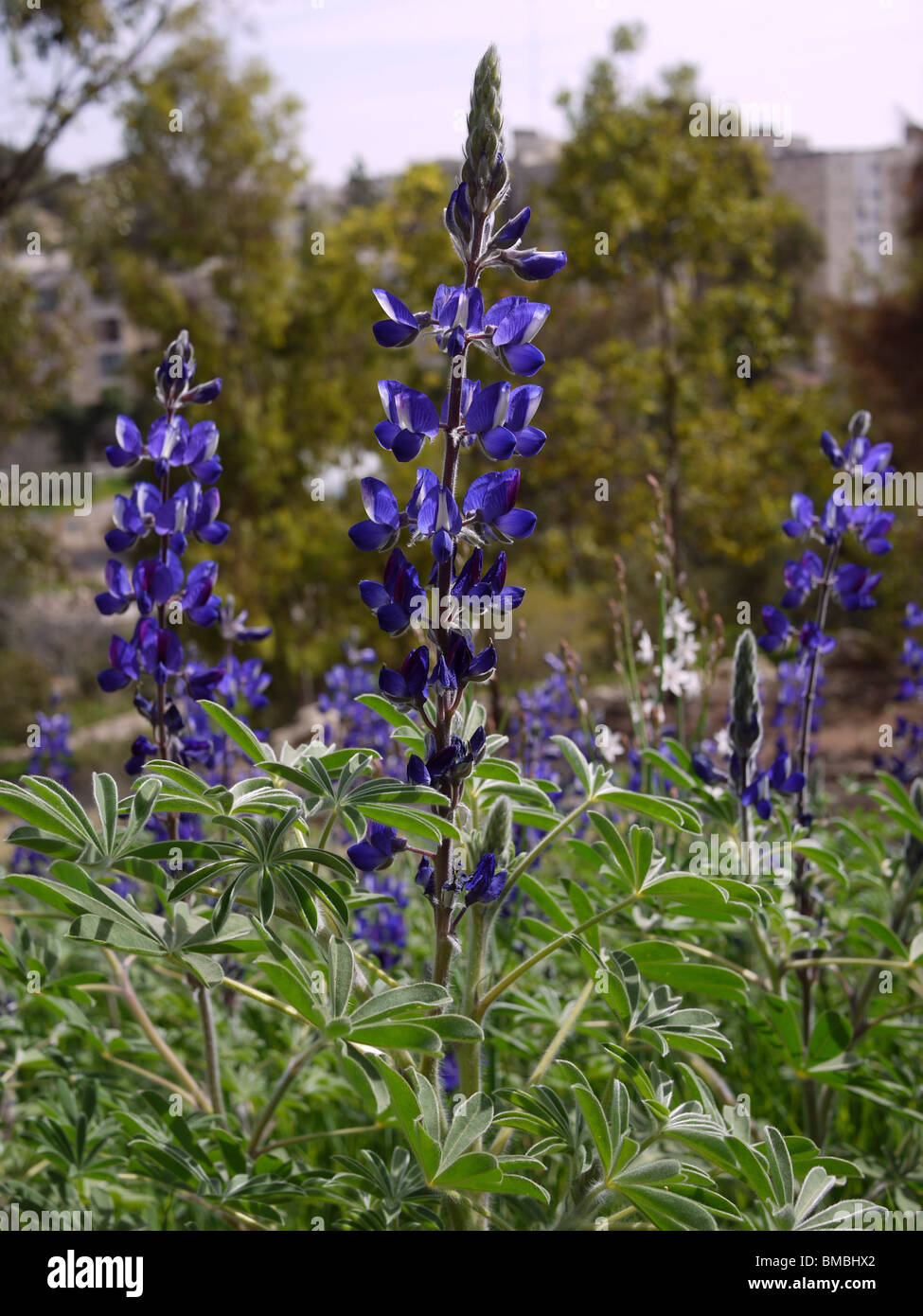 Pilosus High Resolution Stock Photography and Images - Alamy