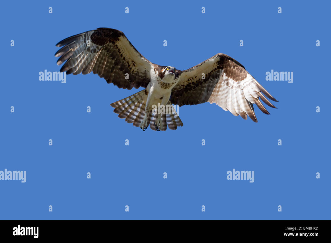Osprey (Pandion haliaetus) flying Stock Photo - Alamy