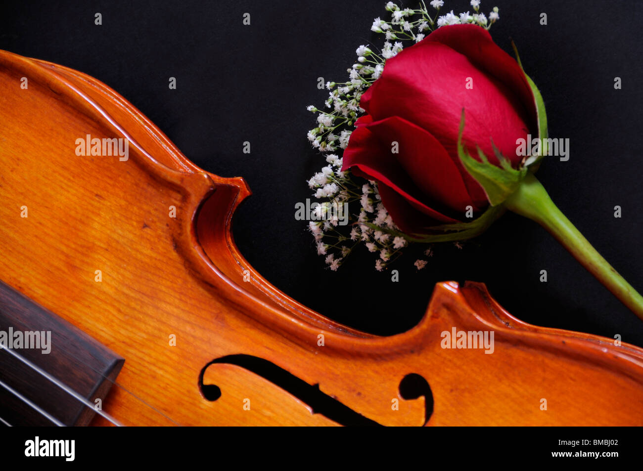 Baby love rose hi-res stock photography and images - Alamy