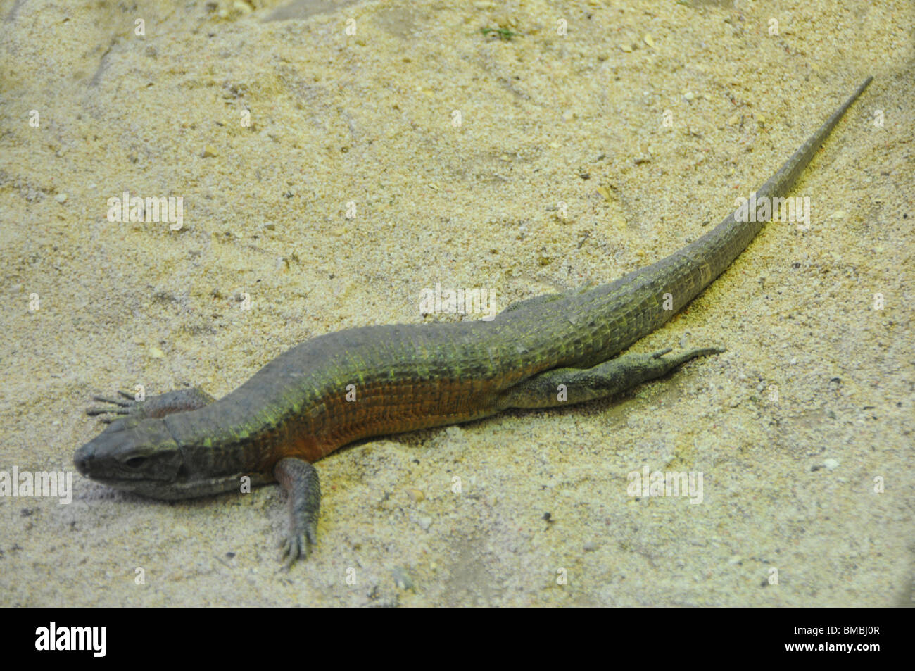 Madagascar Plated Lizard Stock Photo - Alamy