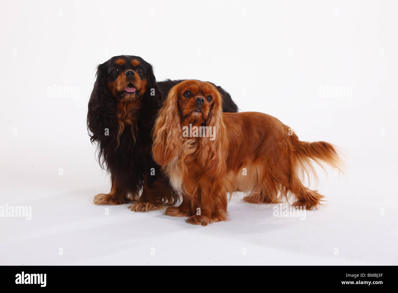 Cavalier King Charles Spaniel, black-and-tan and ruby, pair / side ...