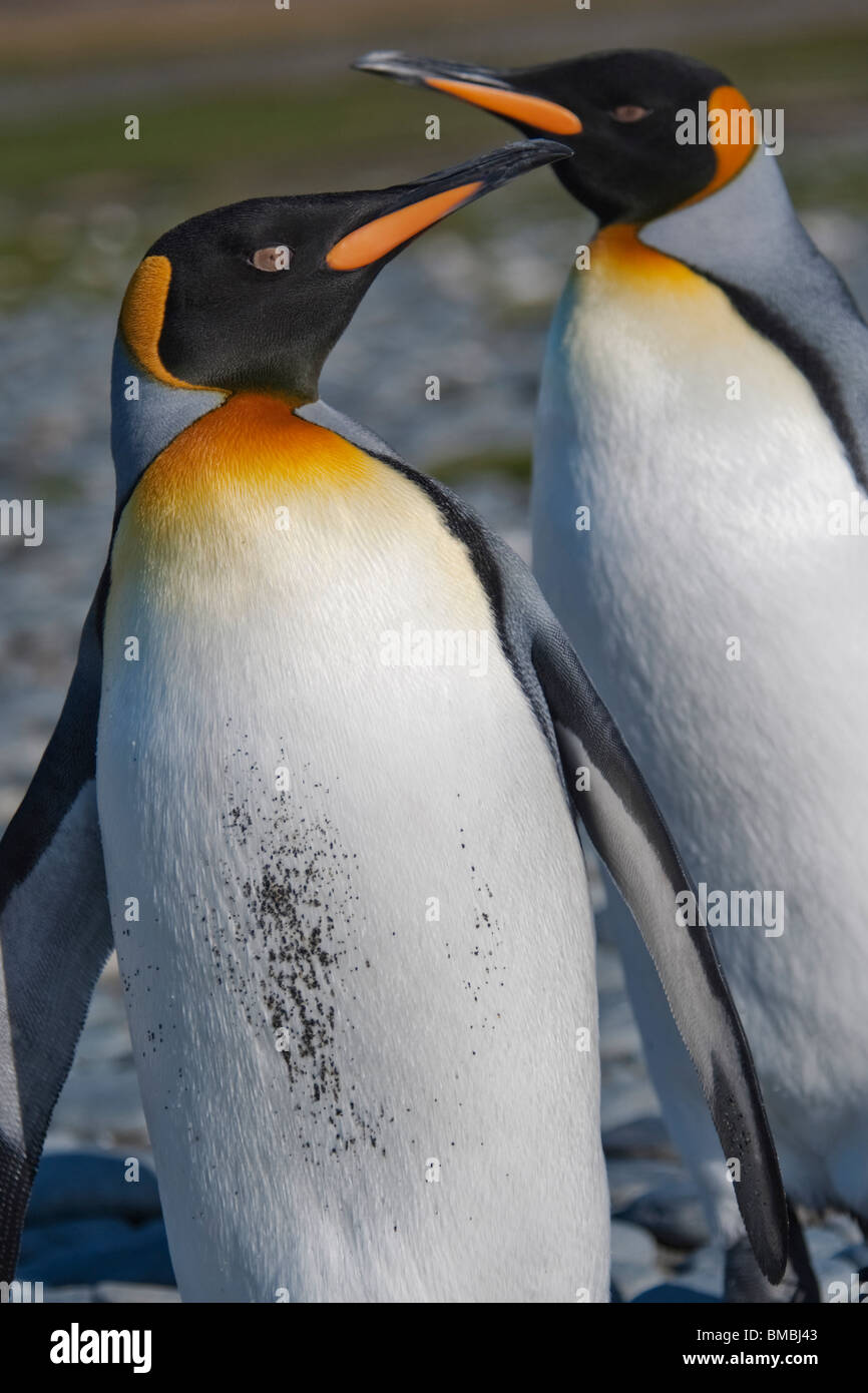 Penguin behaviour hi-res stock photography and images - Alamy