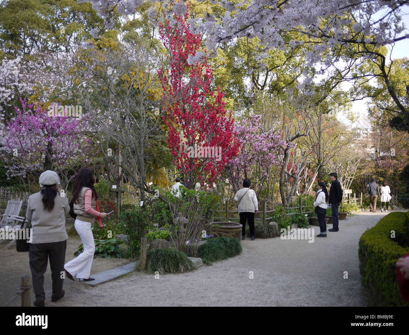 Japan, Honshu, Hiroshima Japanese Garden in spring bloom Stock Photo ...