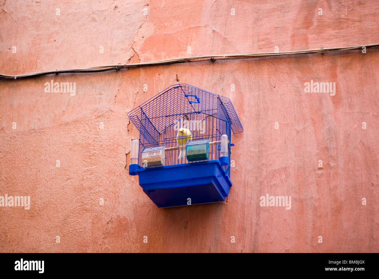 Caged canary on pink wall in the Medina, Marrakesh , Morocco , North ...