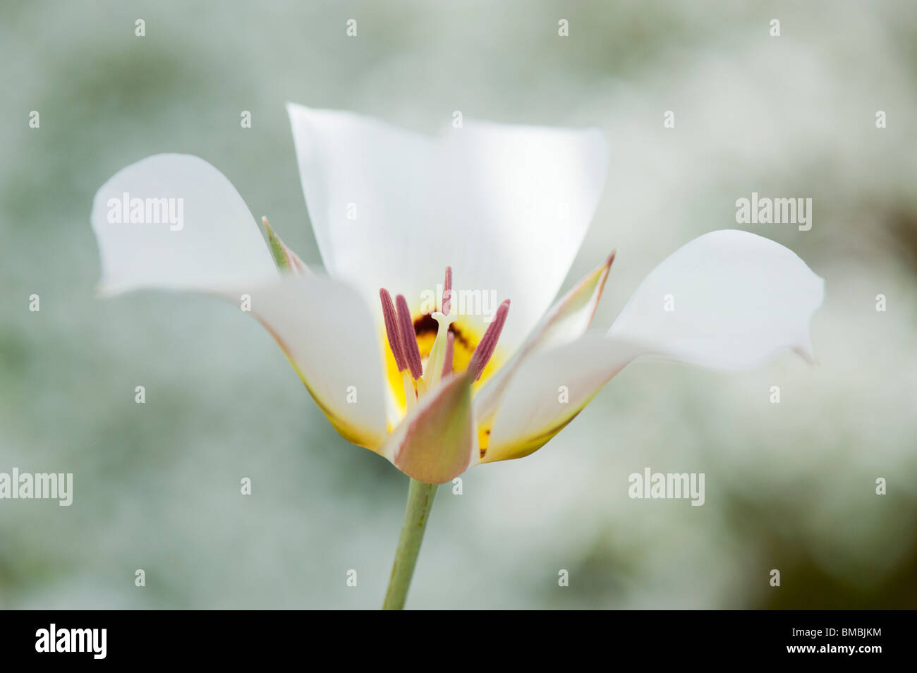Liliaceae calochortus nuttallii hi-res stock photography and images - Alamy
