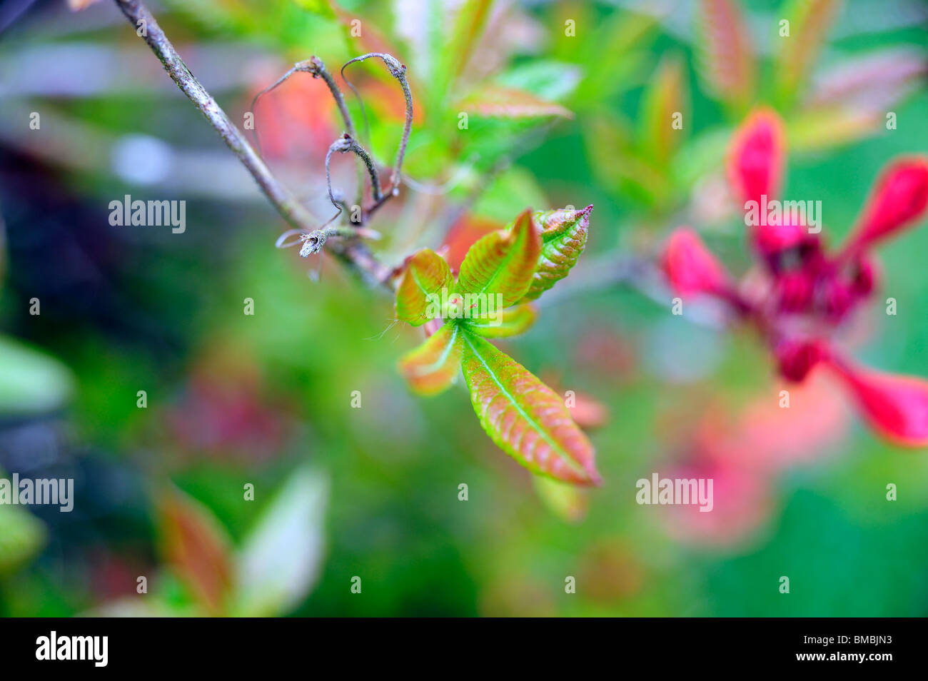 Reproductive organ of plant hi-res stock photography and images - Alamy