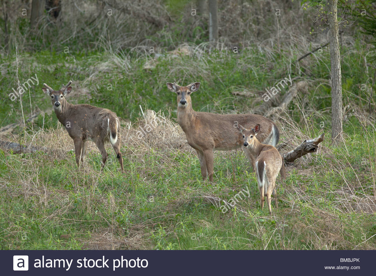 Deer Toronto Stock Photos & Deer Toronto Stock Images - Alamy