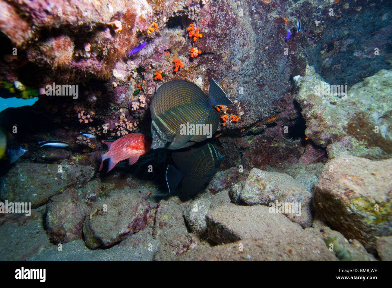 A small coral cave full of colorful fishes Stock Photo - Alamy