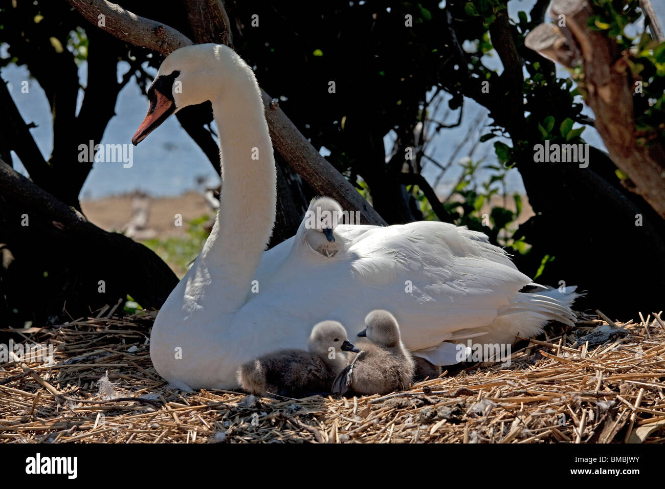 Back of swan hi-res stock photography and images - Alamy
