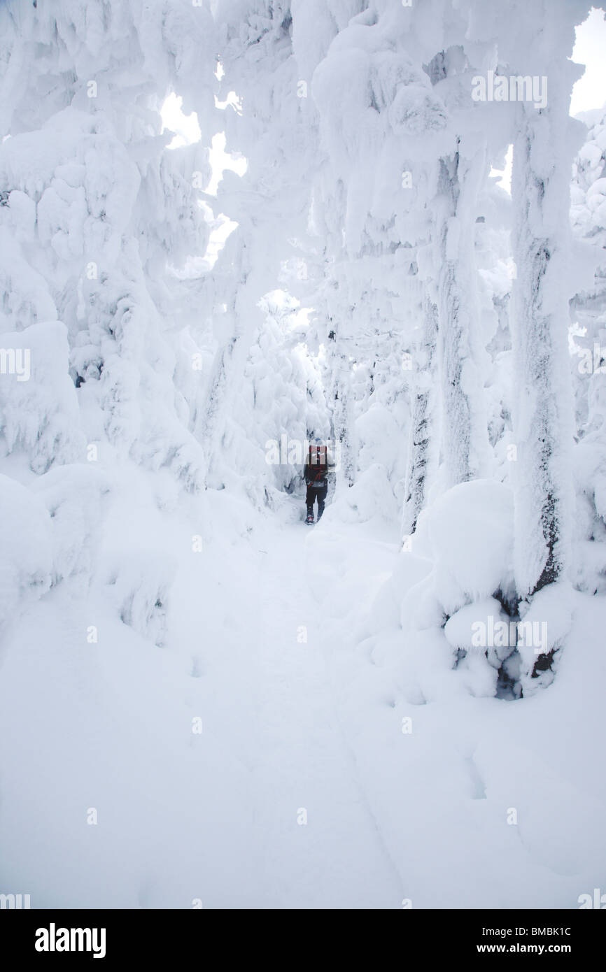 Franconia Notch State Park - Kinsman Ridge Trail in the White Mountains ...