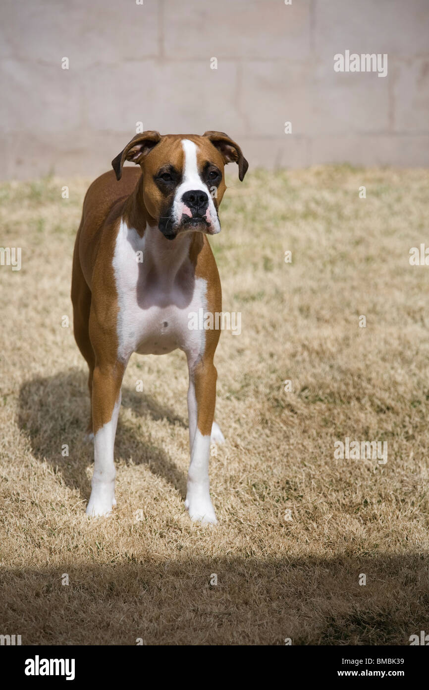 Male boxer dog Stock Photo - Alamy