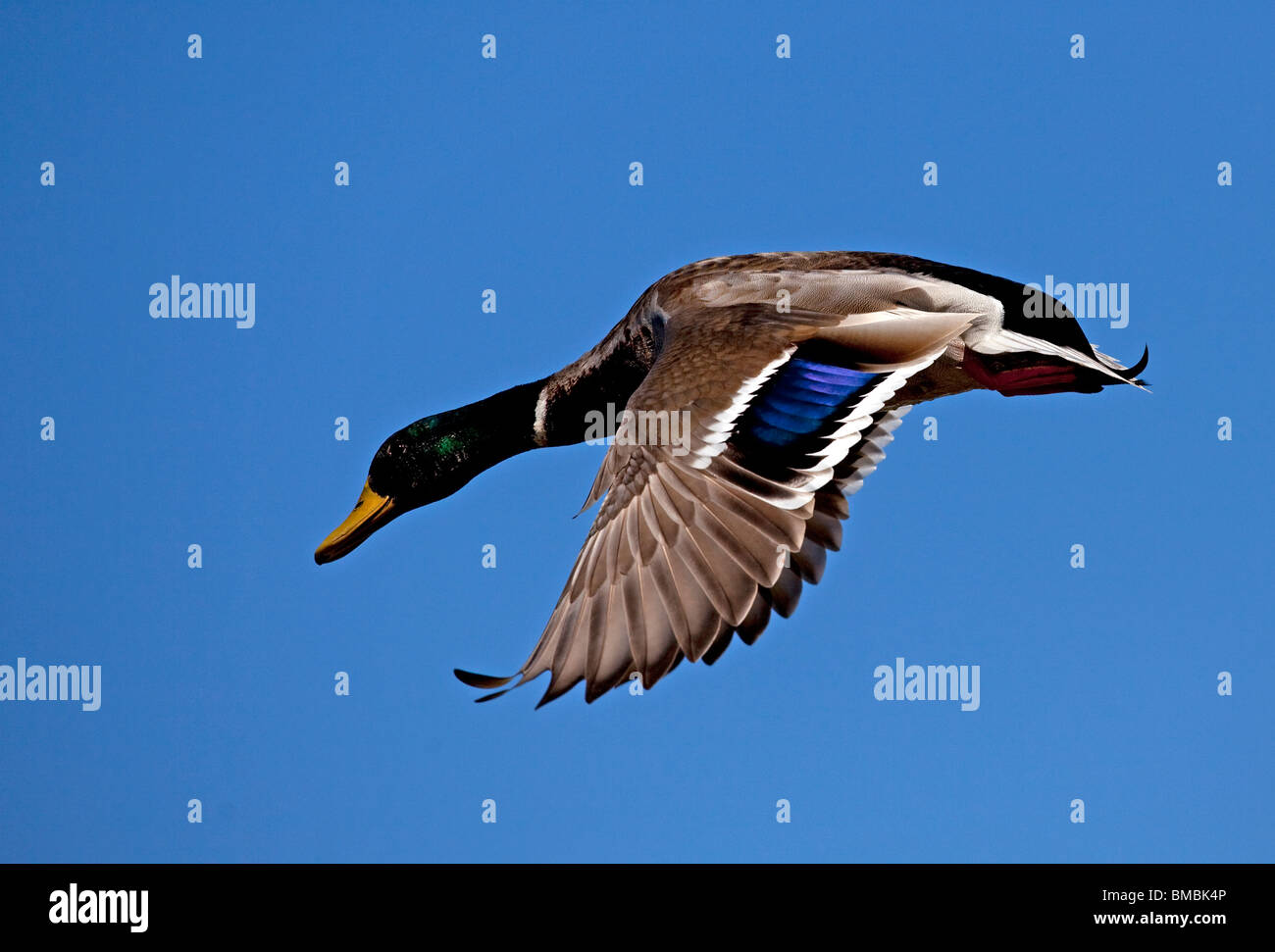 Mallard in full flight showing full wing details Stock Photo - Alamy