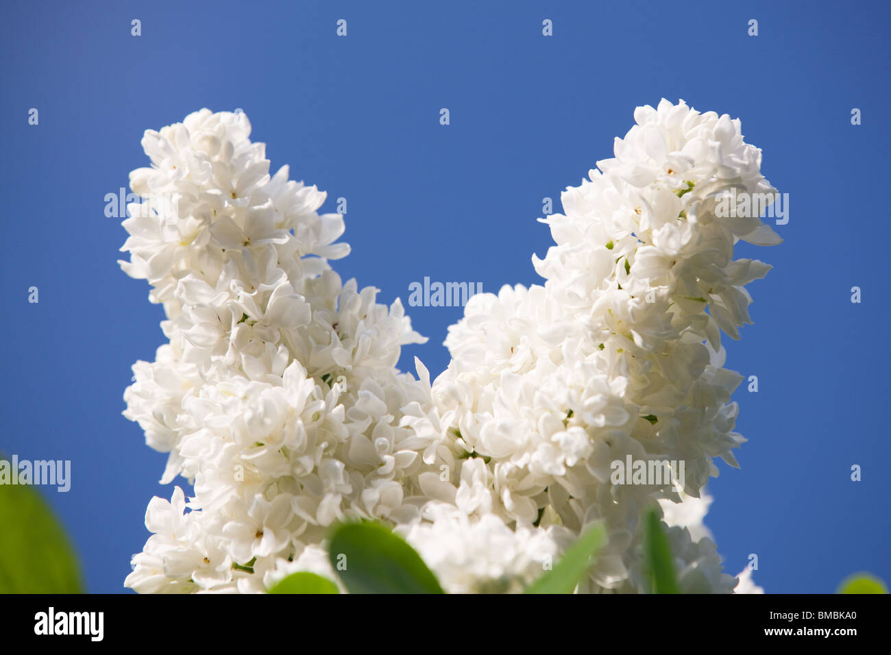 White lilac syringa vulgaris hi-res stock photography and images - Alamy