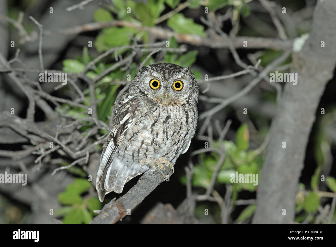 Whiskered screech owl hi-res stock photography and images - Alamy