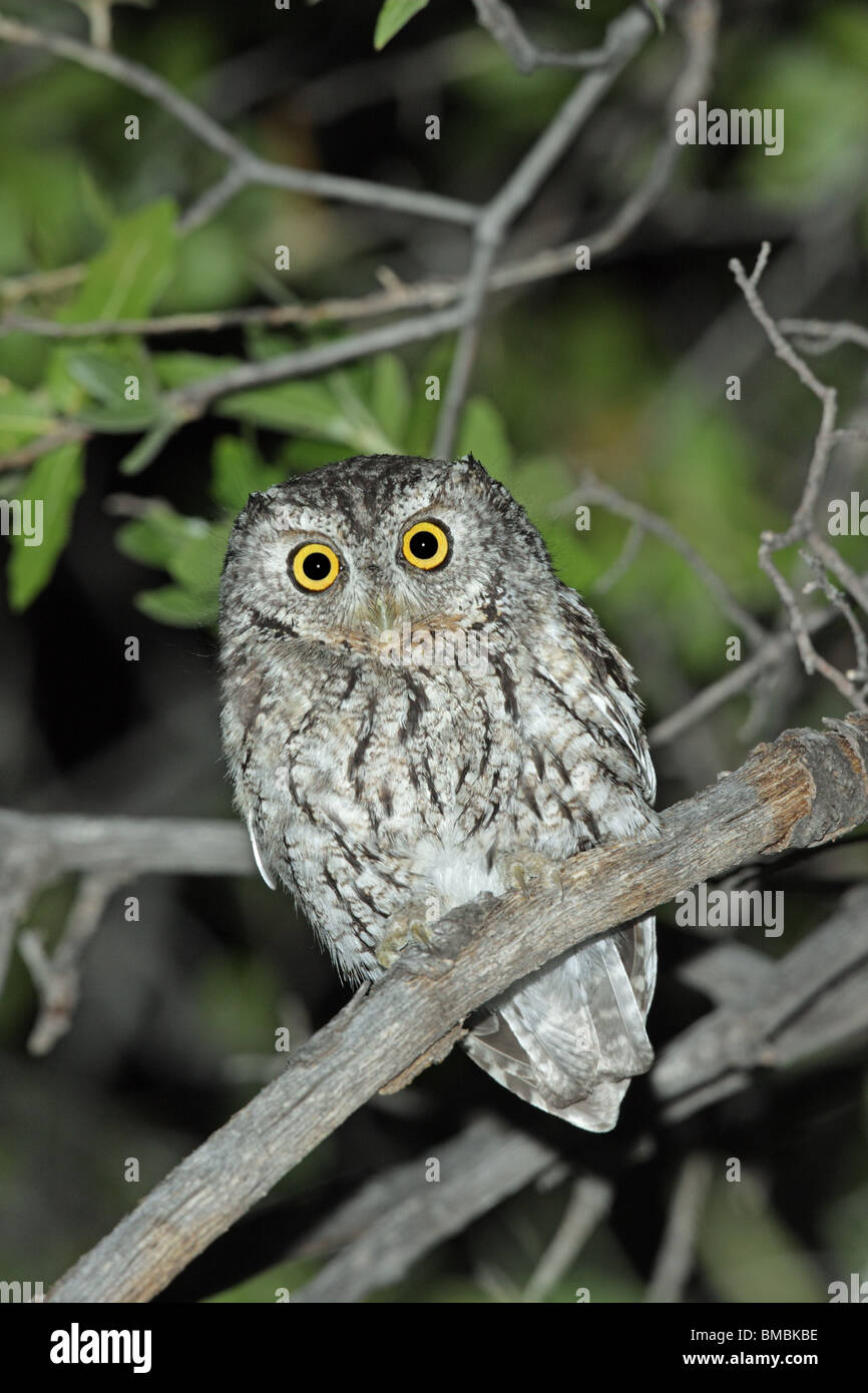 Whiskered screech owl hi-res stock photography and images - Alamy